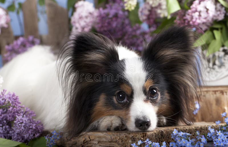 Dog butterfly stock photo. Image of canine, look, passionate - 41252764