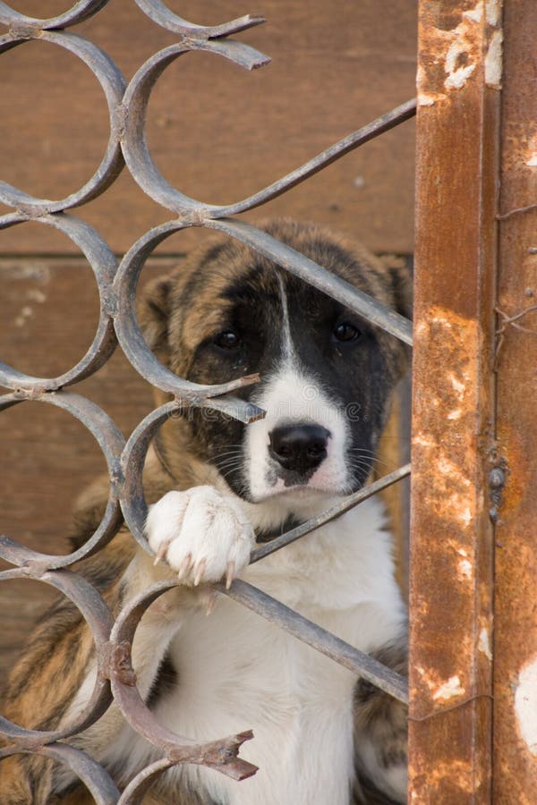 4,669 Rusty Cage Stock Photos - Free & Royalty-Free Stock Photos from ...