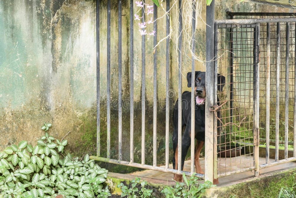 Dog in a Cage, Feeling Sad and Neglected Stock Image - Image of caged ...