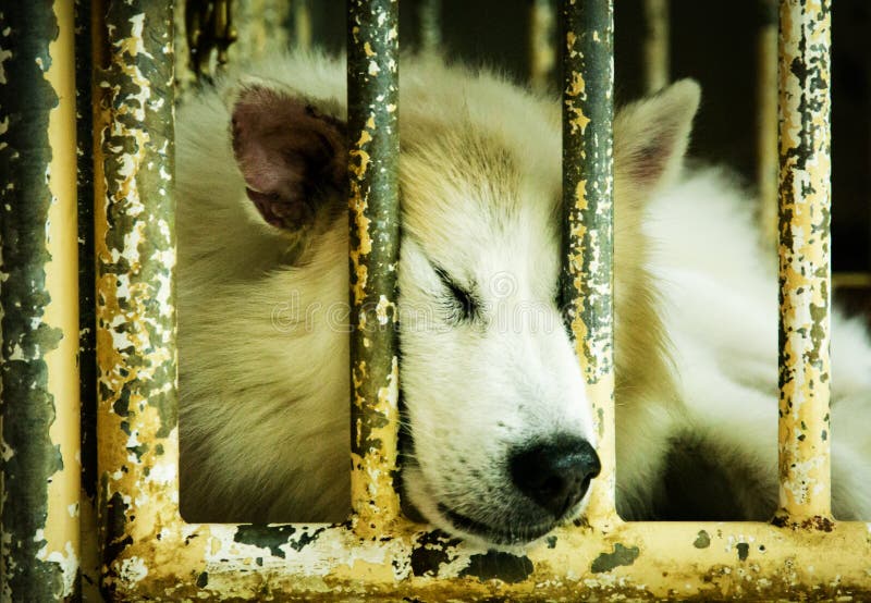Dog in Cage,lonely and Sad Dog Stock Photo - Image of face, purebred ...