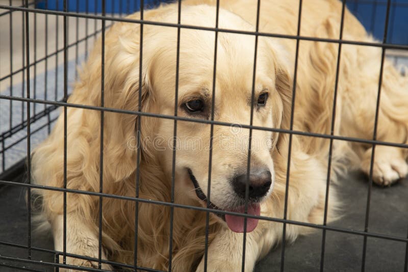 A Dog in a Cage. Overexposure of Dogs Stock Image - Image of ...