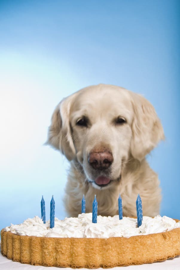 Dog with cake stock photo. Image of golden, retriever - 9212852