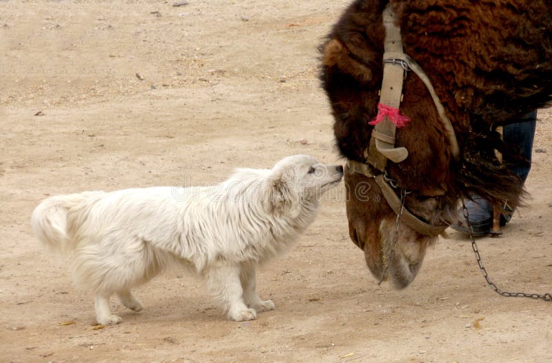 A Dog and a Camel Together Friendly and Lovely Stock Photo - Image of ...