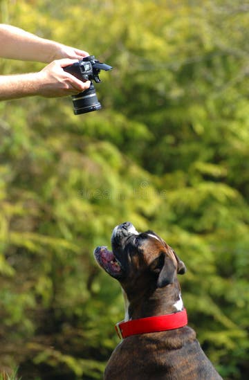 Dog and camera stock photo. Image of photograph, camera - 5169390