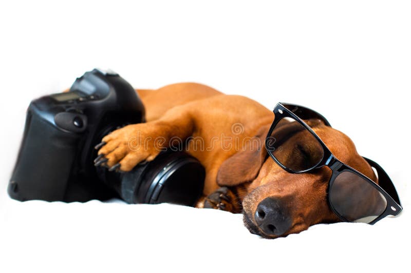 Dog with camera stock photo. Image of grey, cool, relax - 33584454