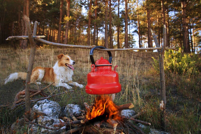 Dog and campfire stock photo. Image of camping, forest - 35118428