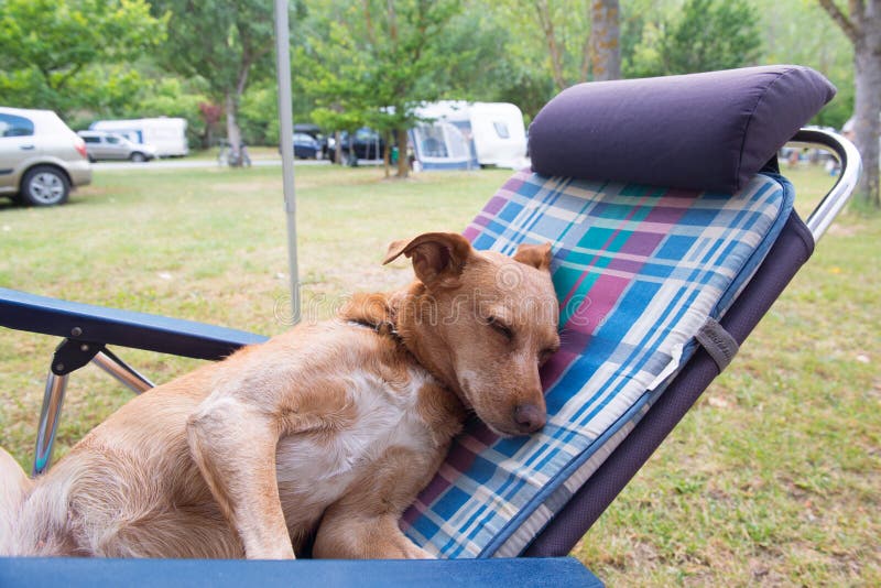 Dog in camping-chair stock photo. Image of pets, chair - 2342960