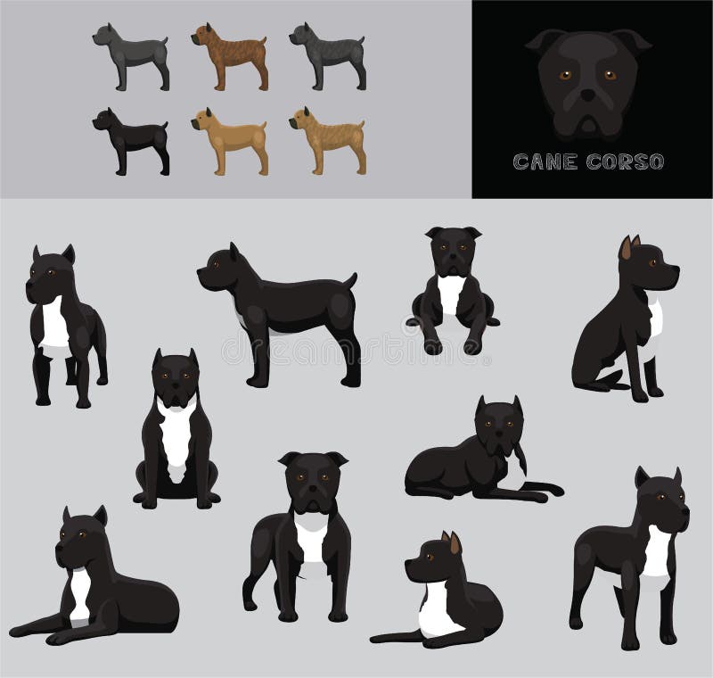 Dog Cane Corso Cartoon Vector Illustration Color Variation Set Stock ... Dog Cane Corso Cartoon Vector Illustration Color Variation Set Stock ...