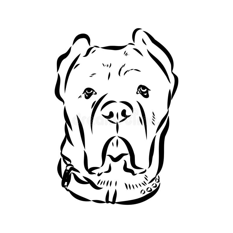 Portrait Cane Corso Stock Illustrations 100 Portrait Cane Corso Stock