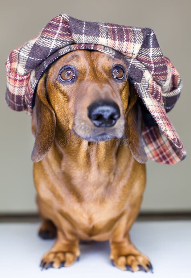 Dog with cap stock photo. Image of season, brown, beauty - 27690332