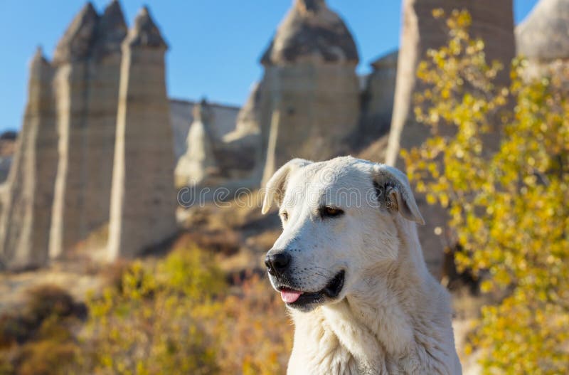 Dog in Cappadocia stock image. Image of turkey, park - 204263665