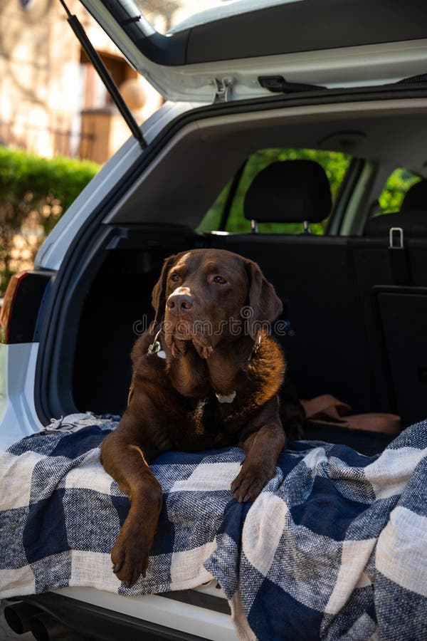 Big Dog Lying on a Plaid in a Car Trunk Stock Image - Image of outdoor ...