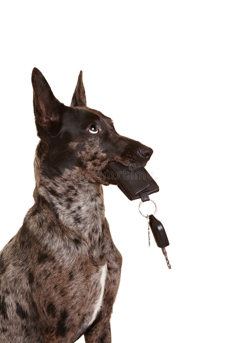 426 Dog Keys Stock Photos - Free & Royalty-Free Stock Photos from ...