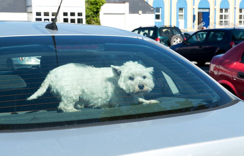 Dog in a Car Rear Window stock photo. Image of face, small - 14872134