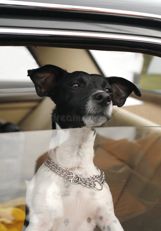 Dog in car window stock photo. Image of hound, muzzle - 3117418