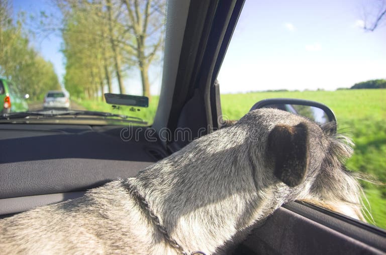 Dog Car Window Down Cartoon Stock Photos - Free & Royalty-Free Stock ...