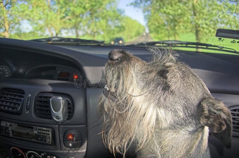 Dog Car Window Down Cartoon Stock Photos - Free & Royalty-Free Stock ...