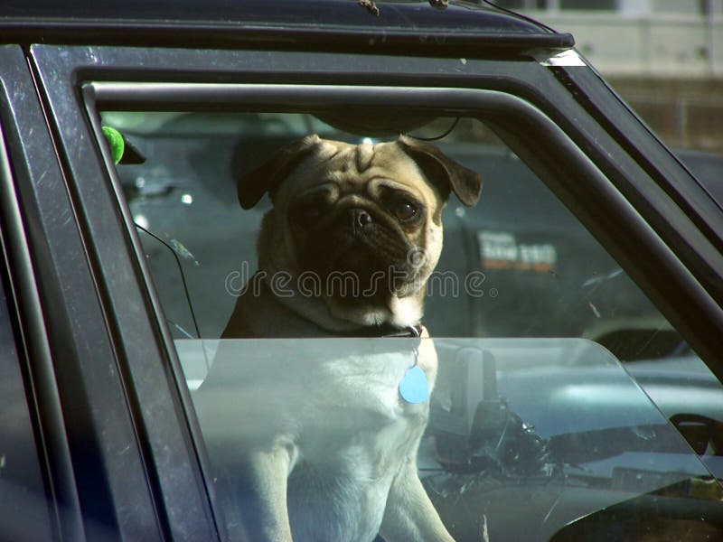 Dog in Car Window stock photo. Image of outing, tags, doggy - 87646