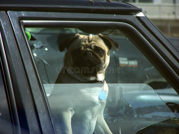 Dog Car Window Down Cartoon Stock Photos - Free & Royalty-Free Stock ...