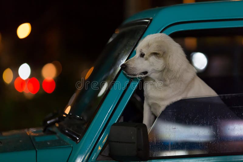 3,359 Dog Car Window Stock Photos - Free & Royalty-Free Stock Photos ...