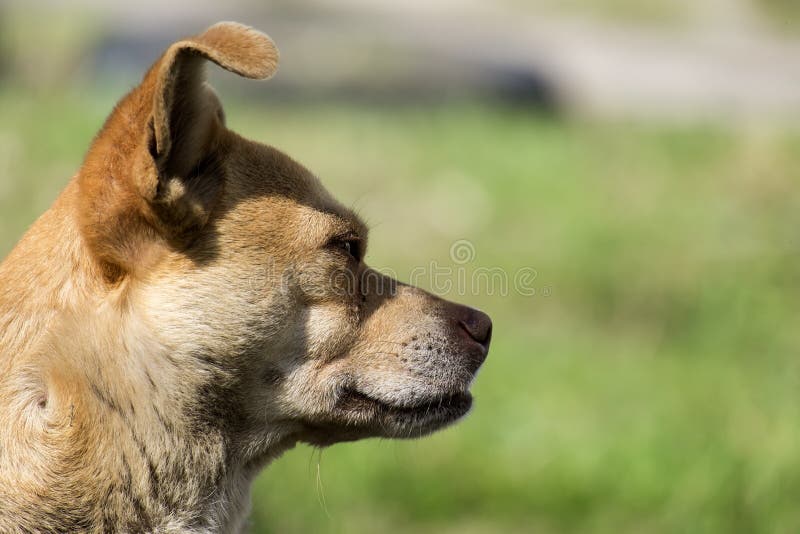 Dog Staring Into The Distance Stock Image - Image of watch, protect ...