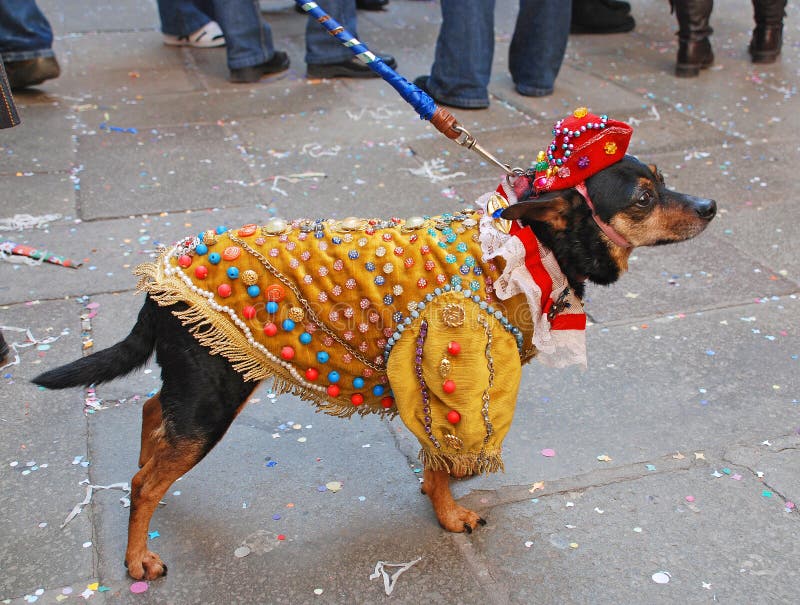 Dog in Carnival Costume stock photo. Image of doggy - 183142590