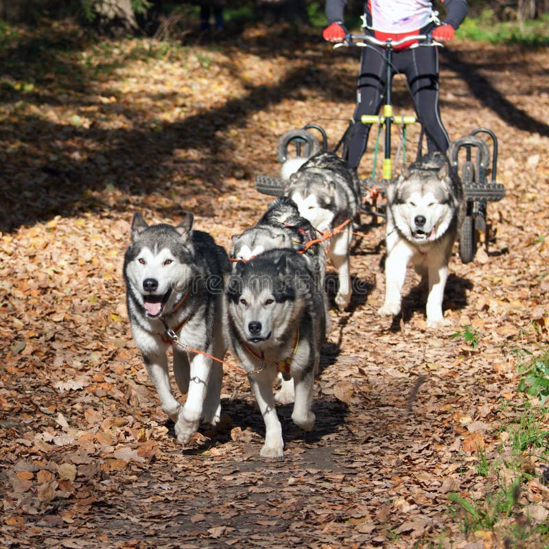 Carting stock photo. Image of motorsport, female, circuit - 29226920