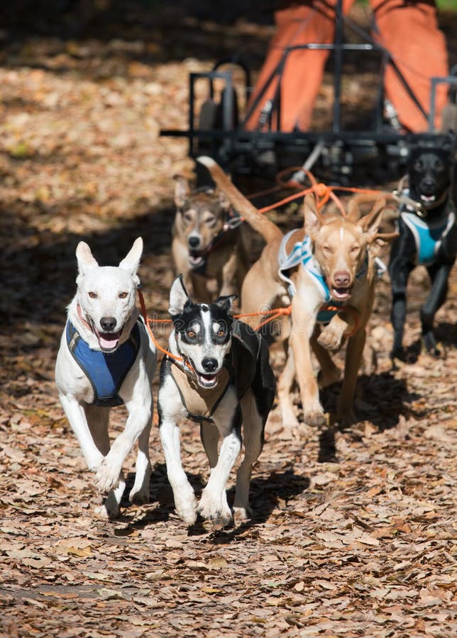 Dogs racing stock image. Image of canines, racers, race - 24634057