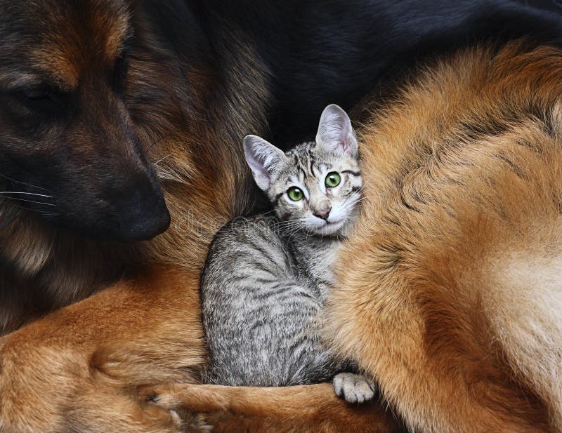 Dog and a cat. stock image. Image of adorable, young - 29297221