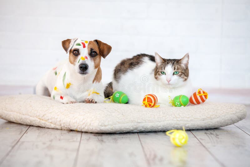 Easter Portrait of a Tabby Manx Cat and a Boxer Breed Dog Stock Photo ...