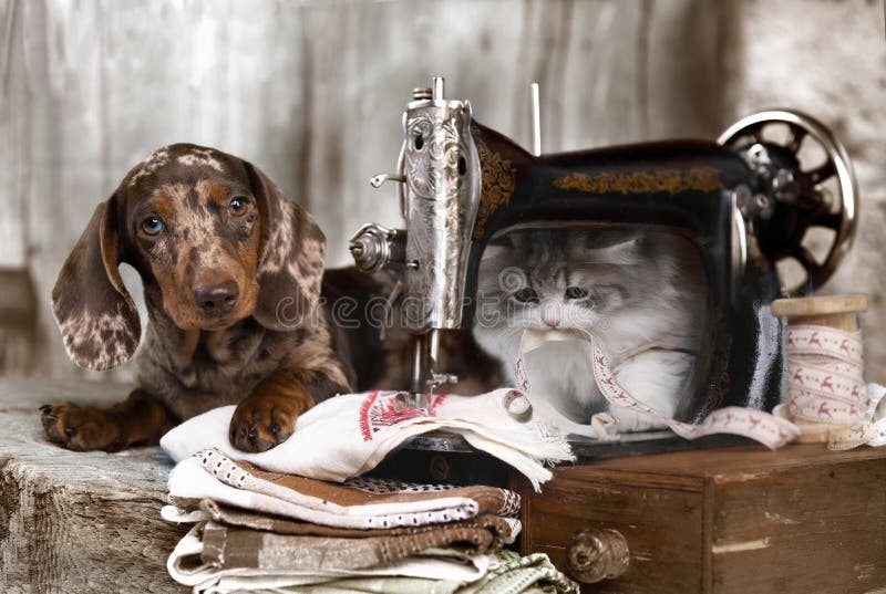 Dog and Cat are Engaged in Sewing on a Retro Sewing Machine Stock Image ...