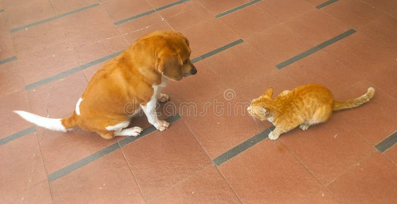 Dog and Cat Face To Face and Same Color Stock Photo - Image of face ...