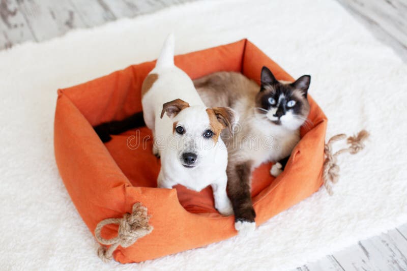 Dog and Cat Lying on Pet Bed at Home Stock Photo - Image of cute ...
