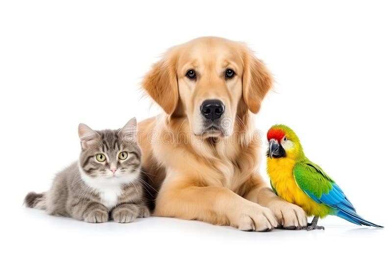 Dog, Cat and Parrot Isolated Stock Illustration - Illustration of ...
