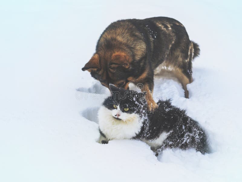Dog and Cat Playing Together in Snow Stock Photo - Image of outdoors ...