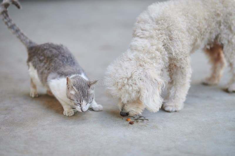 Baby Dog Sharing Food Eating Stock Photos - Free & Royalty-Free Stock ...