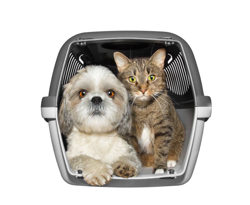 Dog and Cat are Sitting in the Container Box -- Isolated on Whit Stock ...
