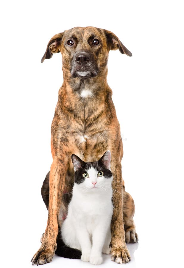 Dog And Cat Sitting In Front. On White Background Stock Image - Image ...