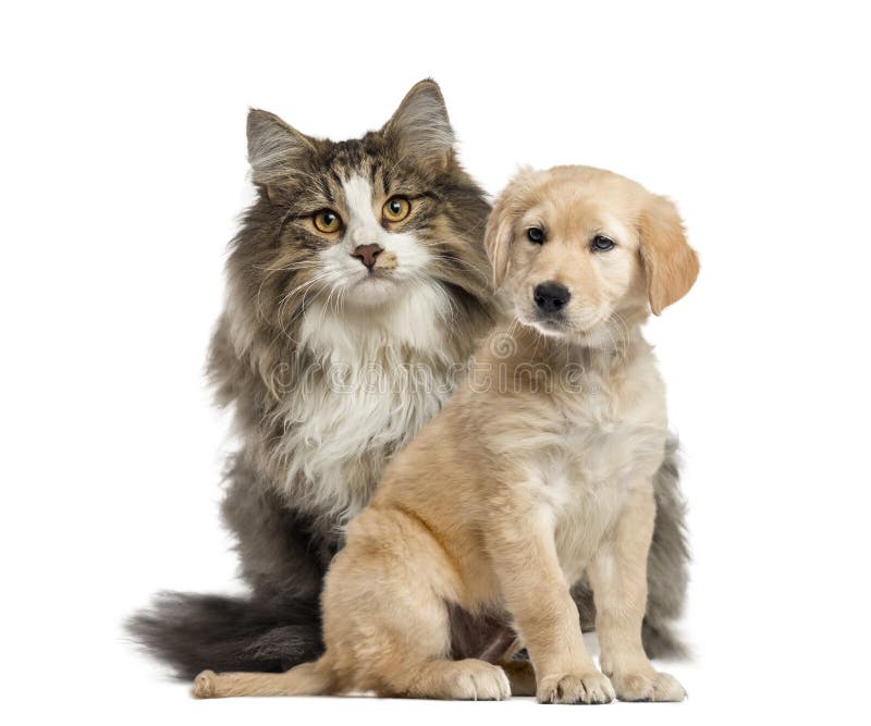 Dog and Cat Sitting, Isolated Stock Photo - Image of people, canine ...