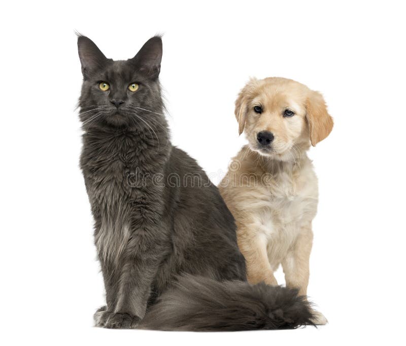 Dog and Cat Sitting, Isolated Stock Image - Image of studio, purebred ...