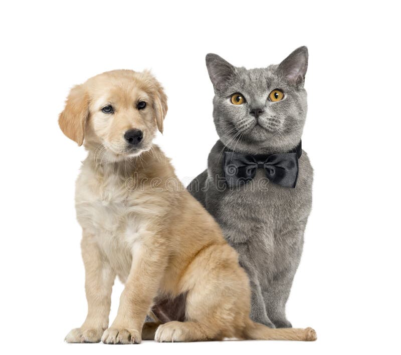 Dog and Cat Sitting, Isolated Stock Image - Image of british ...