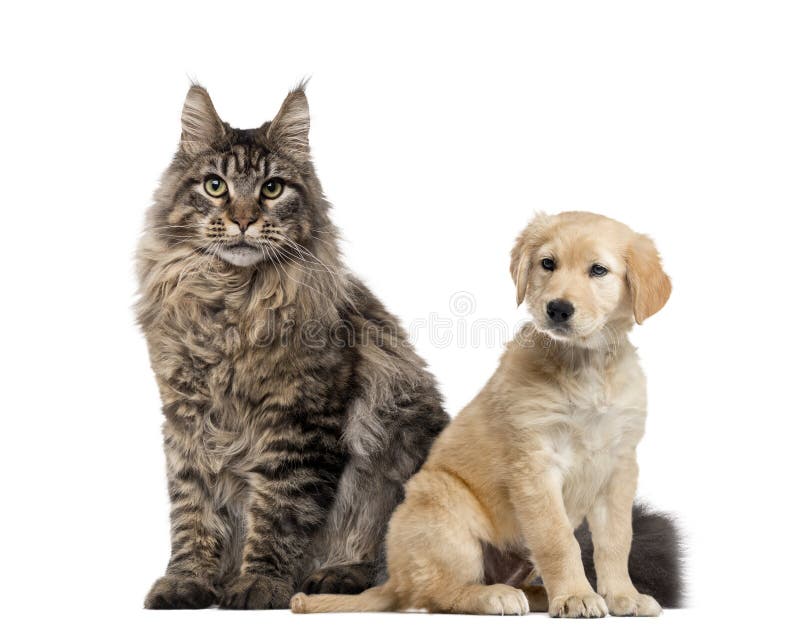 Dog and Cat Sitting, Isolated Stock Photo - Image of white, animal ...