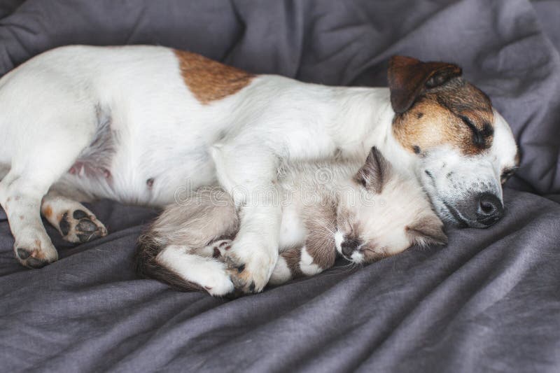 Dog and Cat Sleeping Together Stock Image - Image of sweet, friendship ...