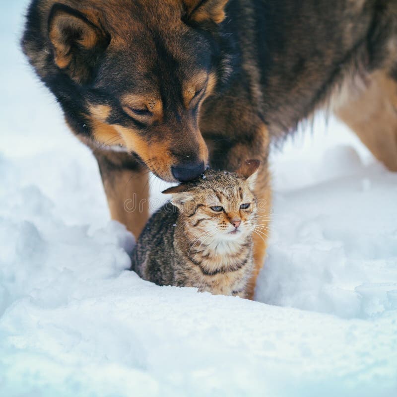 Cat and Dog are Played Together in the Snow Stock Image - Image of ...