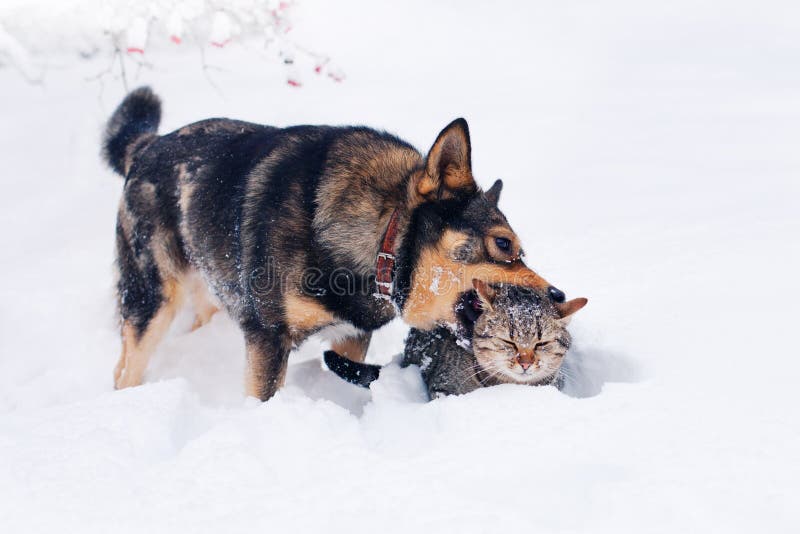 Dog and cat in snow stock photo. Image of black, christmas - 34693310