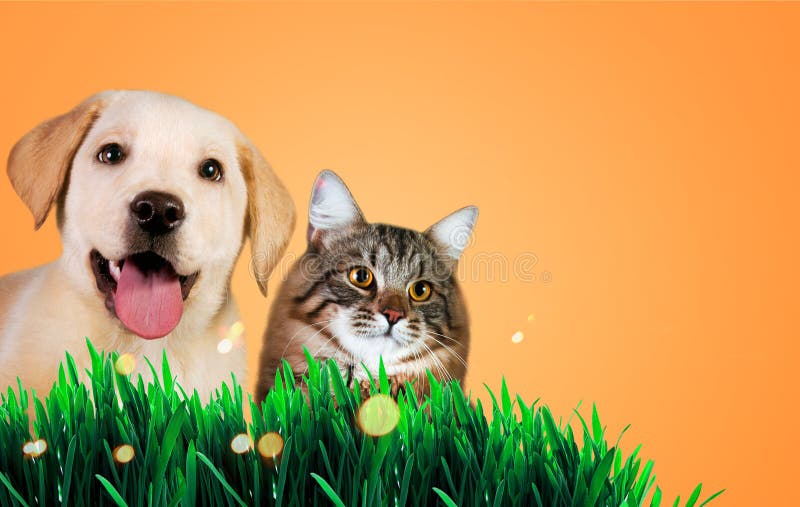Dog And Cat Together On Grass, Spring Concept. Stock Image - Image of ...