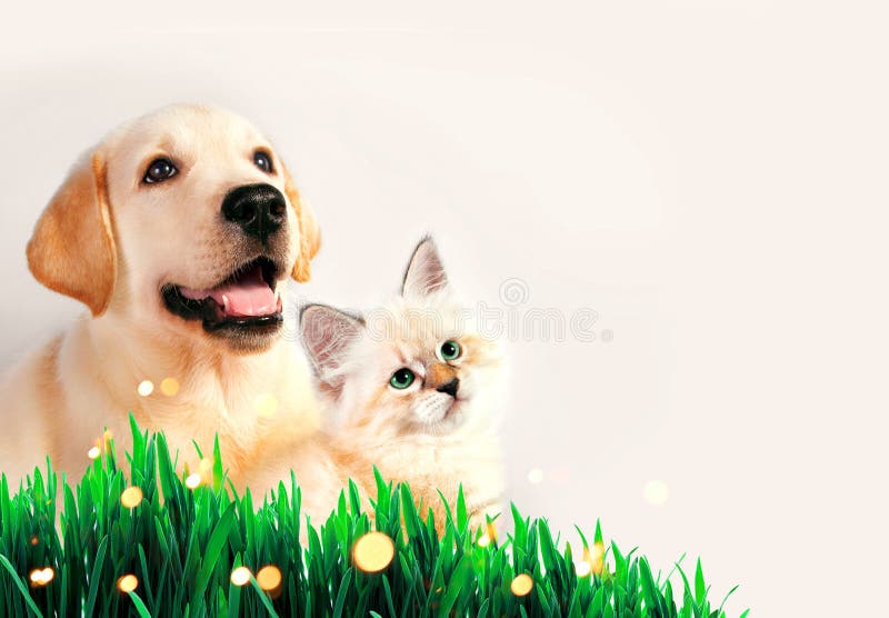 Dog and Cat Together on Grass, Spring Concept. Stock Photo - Image of ...