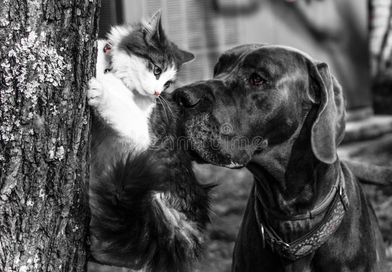 Dog and cat at tree stock image. Image of carnivore - 344841351