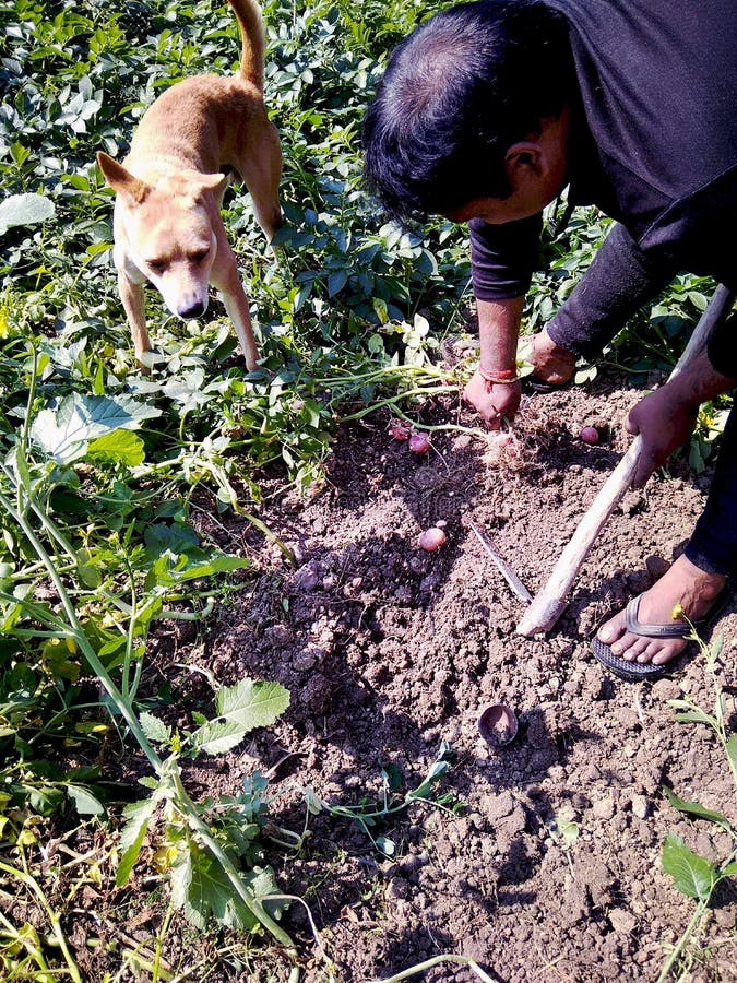 A Dog Catch the Mice from Potato Feild Editorial Photography - Image of ...