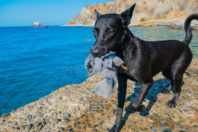 Dog Catches Bait during Training Stock Photo - Image of collar, catches ...